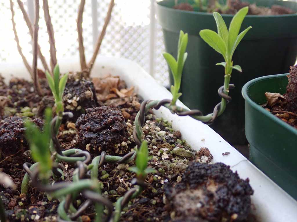 Mayumi (Japanese spindle tree, Euonymus sieboldianus) is growing ...