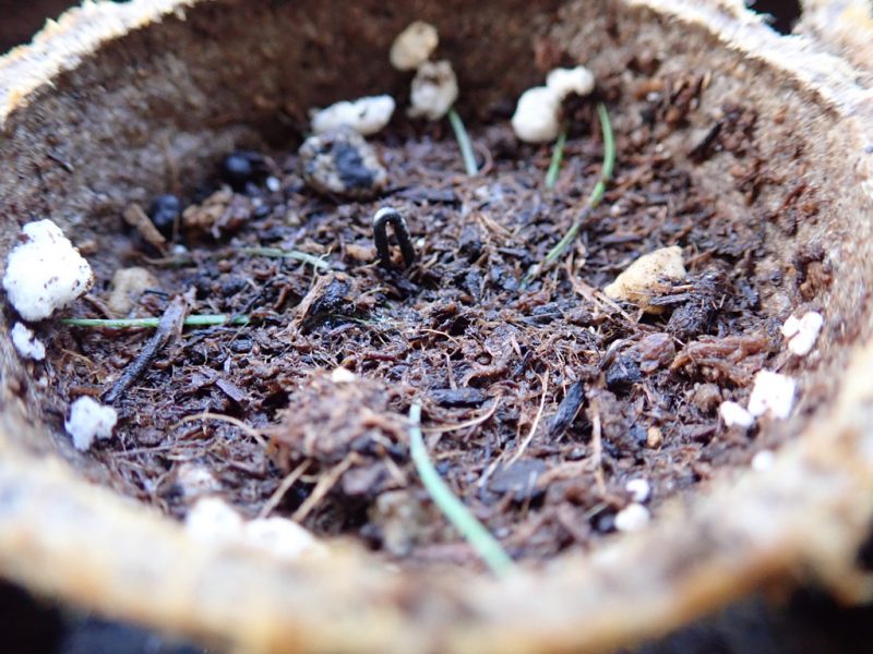 Seedling cutting of red pine withered | まめぼん 〜mamebon〜