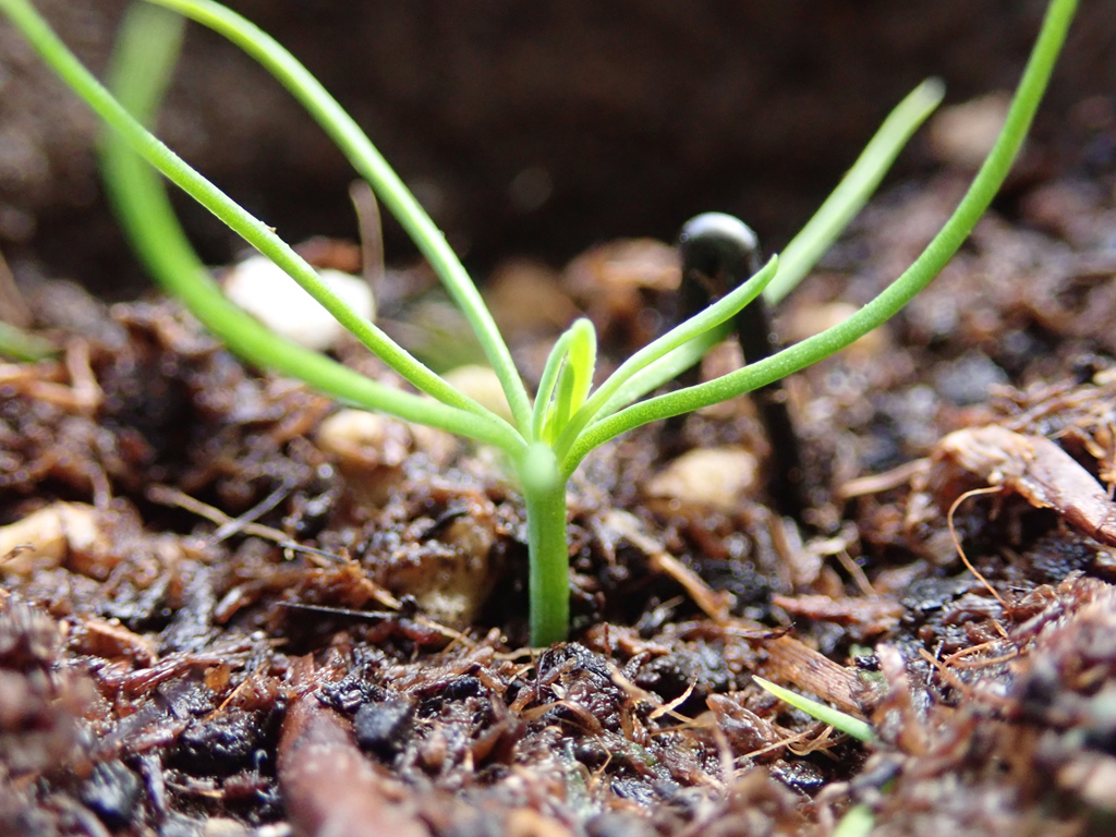 Seedling cutting of red pine withered | まめぼん 〜mamebon〜